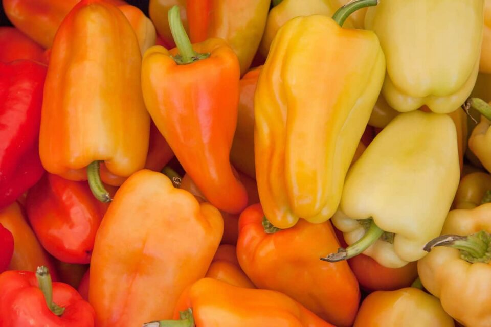 All About the Gypsy Pepper - Minneopa Orchards