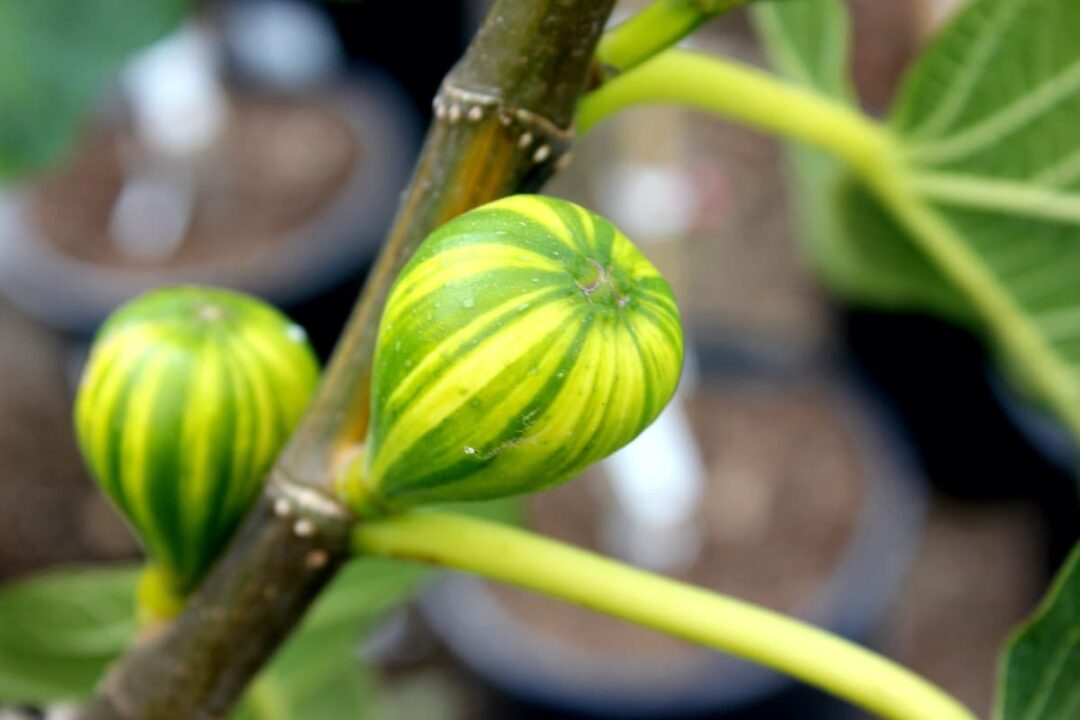 21 Fig Tree Types You Need to Know - Minneopa Orchards