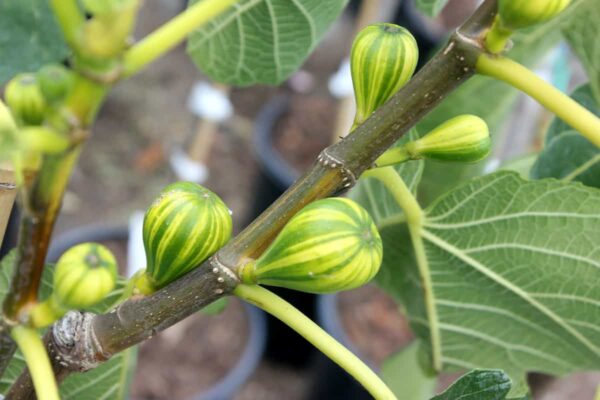 All About the Panache Tiger Fig - Minneopa Orchards