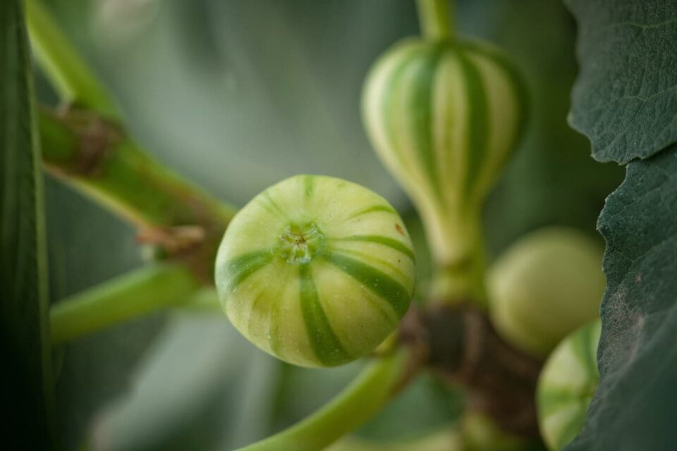 All About the Panache Tiger Fig - Minneopa Orchards