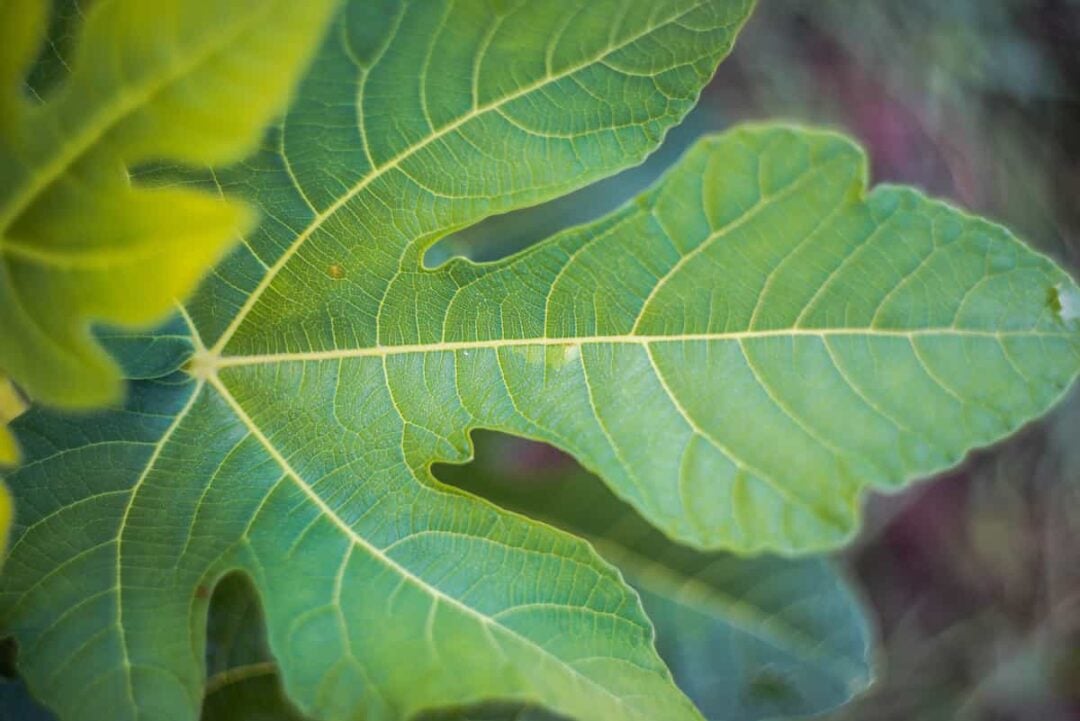 All About the Panache Tiger Fig - Minneopa Orchards