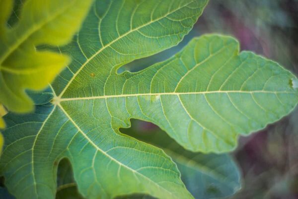 All About the Panache Tiger Fig - Minneopa Orchards