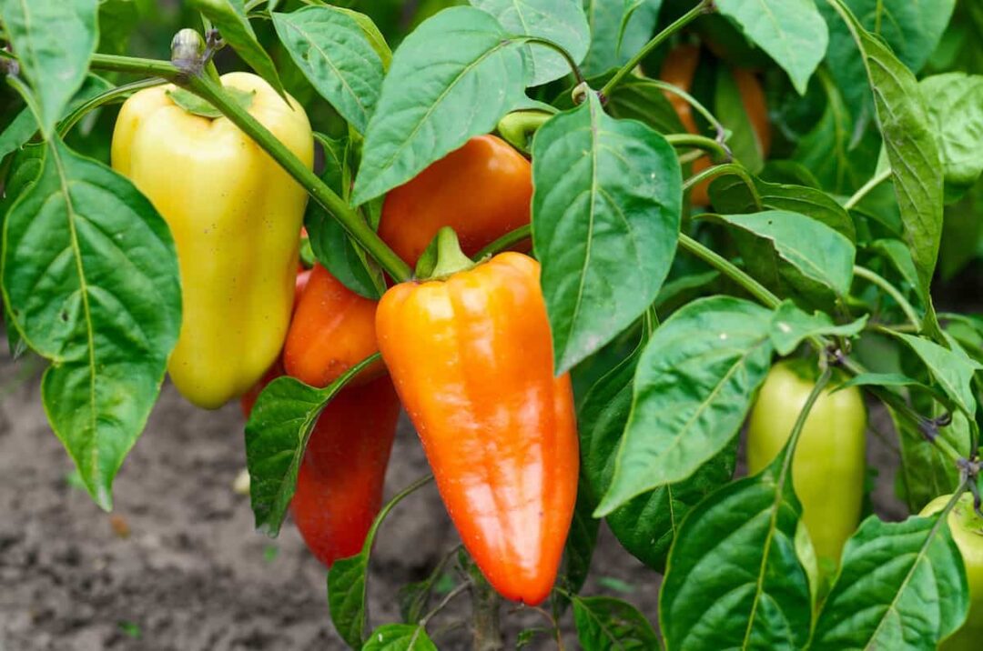 All About the Gypsy Pepper - Minneopa Orchards