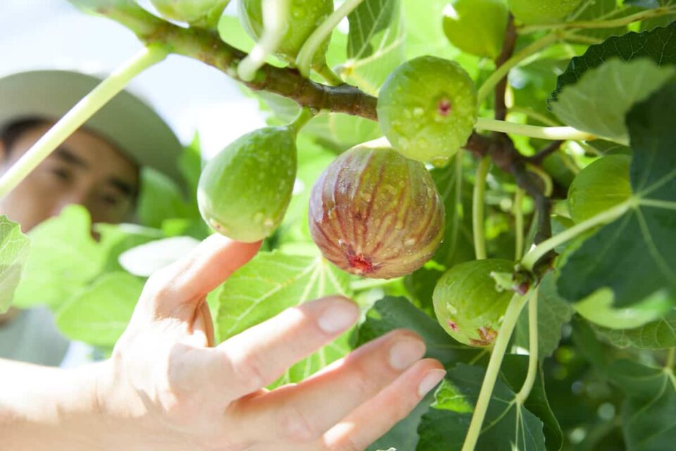 How to Trim Fig Trees: A Step-By-Step Guide to Healthy Pruning ...