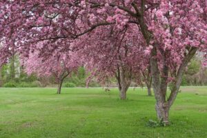The Robinson Crabapple Tree - Minneopa Orchards