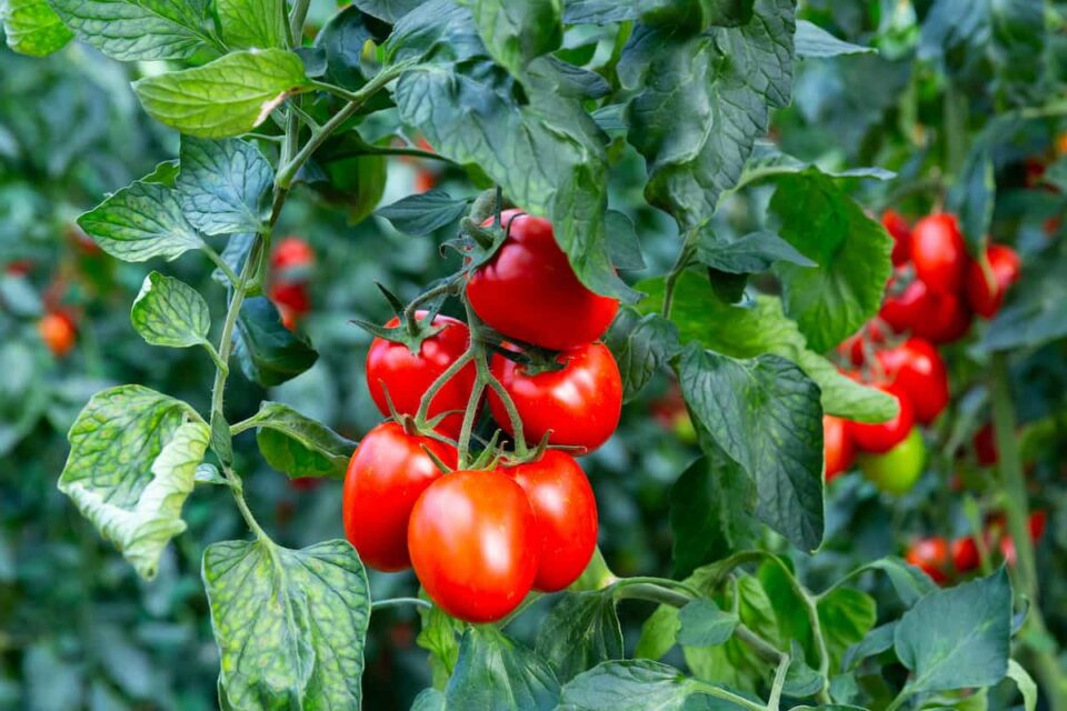 All About the Principe Borghese Tomato - Minneopa Orchards