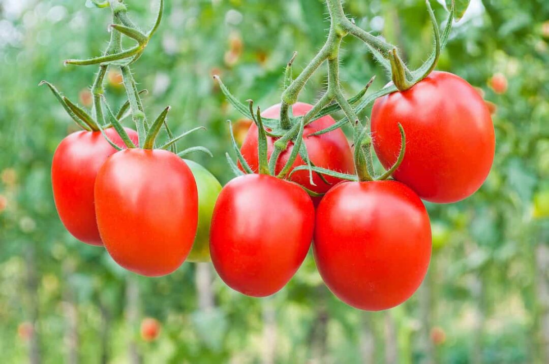 All About the Principe Borghese Tomato - Minneopa Orchards