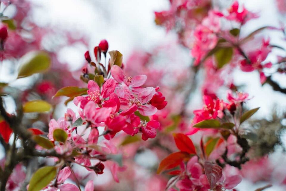 45 Crabapple Tree Varieties For You To Consider - Minneopa Orchards