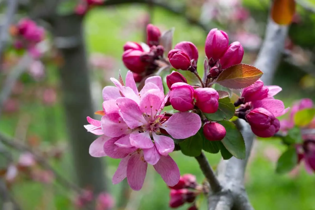 Crabapple Varieties - Minneopa Orchards