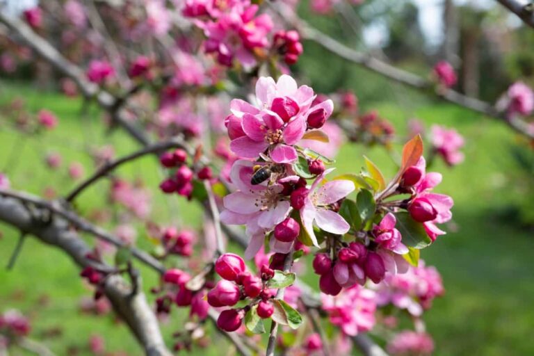 The Profusion Crabapple Tree - Minneopa Orchards