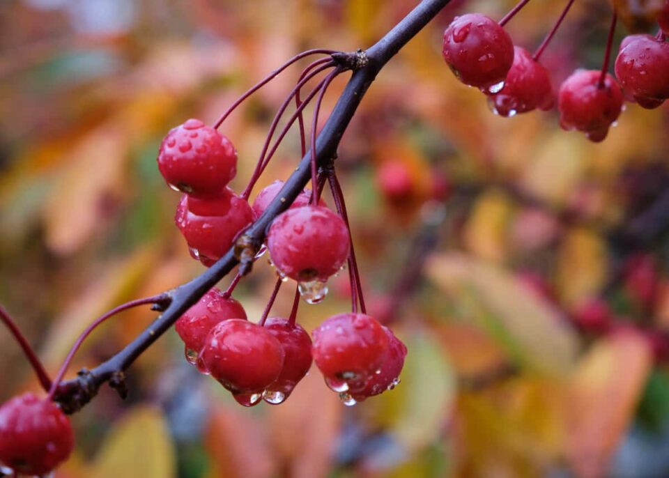 The Profusion Crabapple Tree - Minneopa Orchards