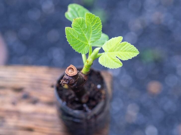 How to Grow a Fig Tree: A Complete Beginner's Guide - Minneopa Orchards