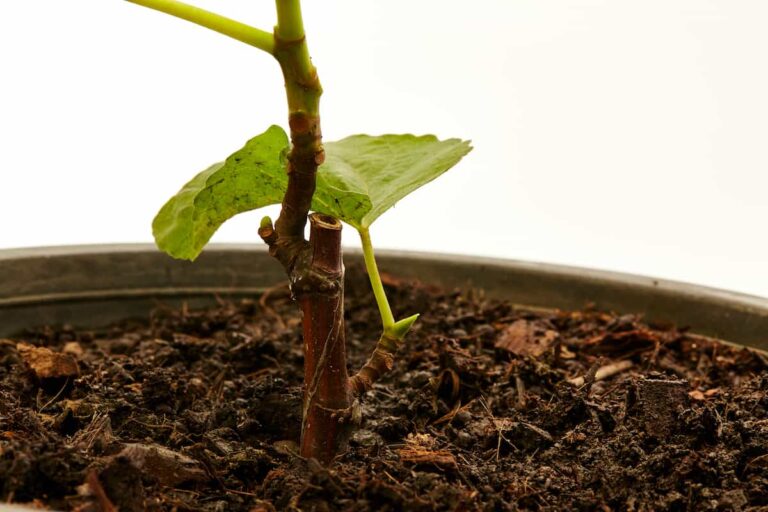Growing Fig Tree Cuttings: The Ultimate Guide to Propagating From ...
