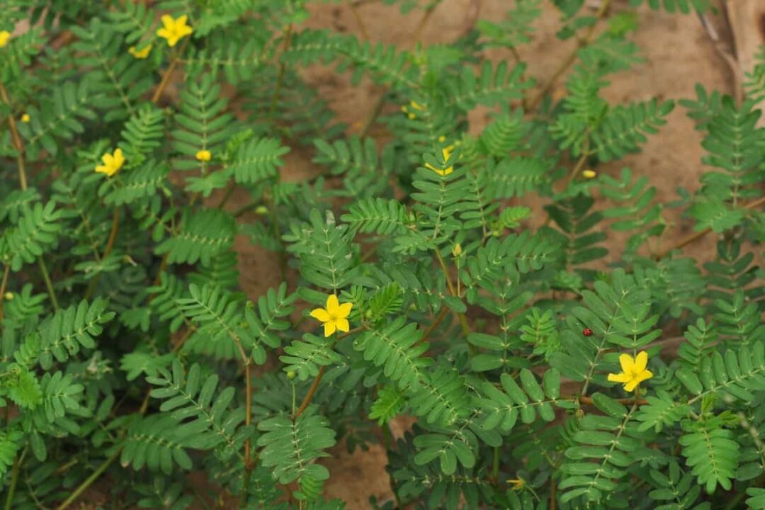 Broadleaf Weeds: Identification, Treatment, and Prevention - Minneopa ...