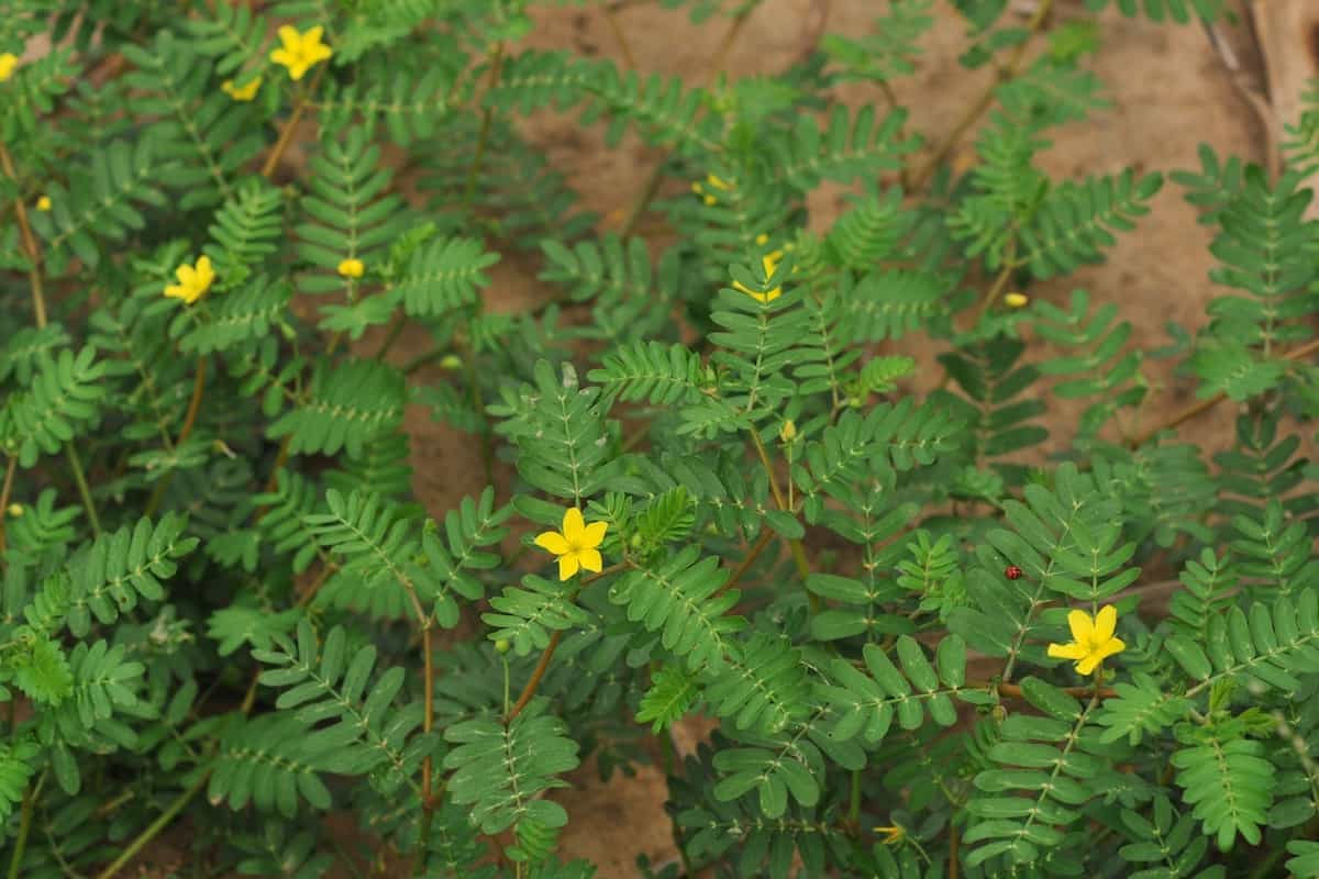 Broadleaf Weeds: Identification, Treatment, and Prevention - Minneopa ...