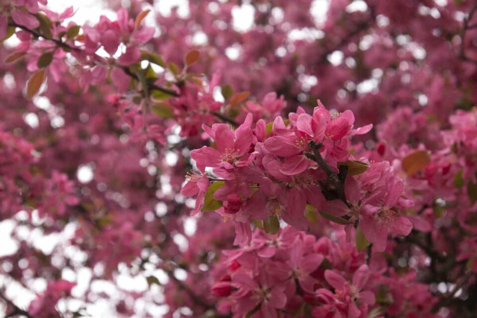 The Purple Prince Crabapple Tree - Minneopa Orchards