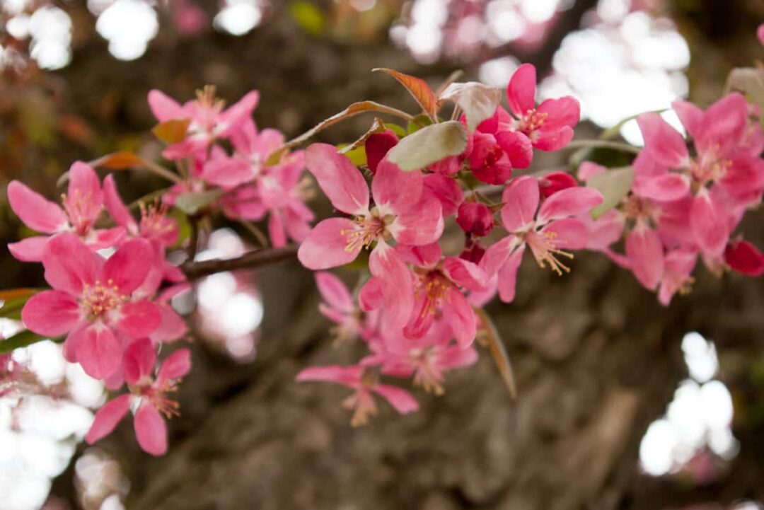 The Robinson Crabapple Tree - Minneopa Orchards