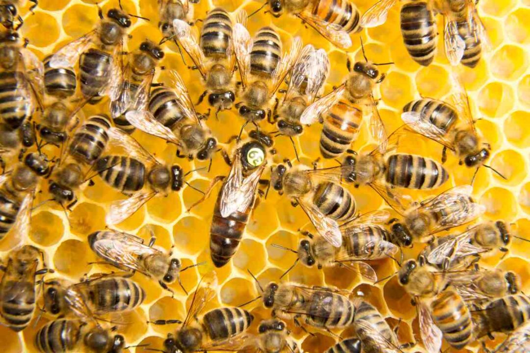 The Honey Bee Life Cycle: Learn About Each Incredible Stage - Minneopa ...