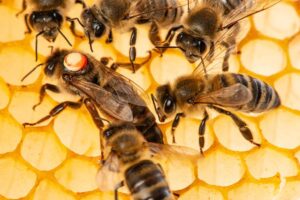 The Honey Bee Life Cycle: Learn About Each Incredible Stage - Minneopa ...