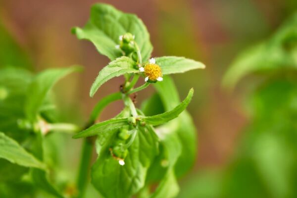 Quickweed - Minneopa Orchards