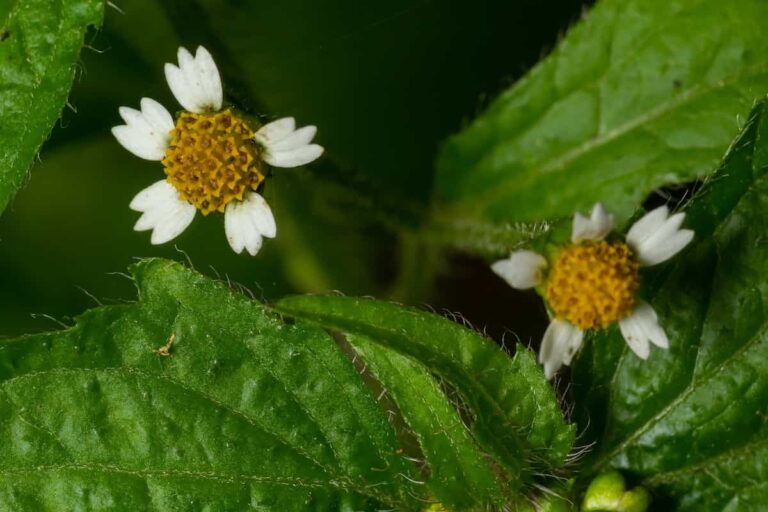 Quickweed - Minneopa Orchards