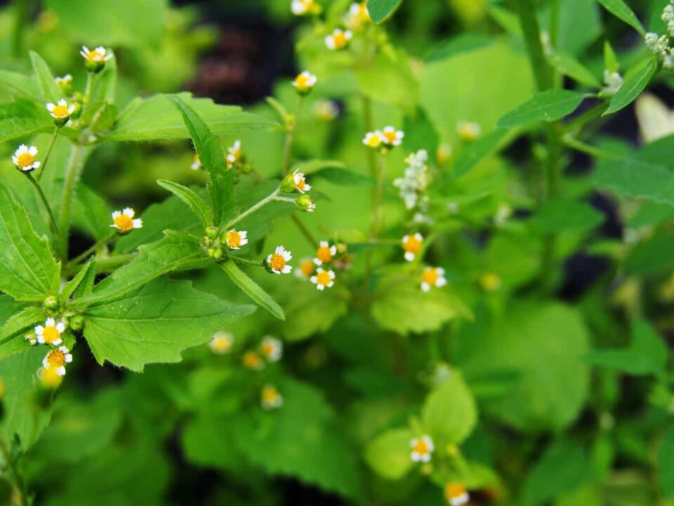 The Benefits of Keeping Certain Weeds in Your Garden - Minneopa Orchards