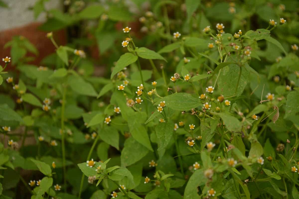 Quickweed - Minneopa Orchards