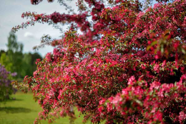 The Red Splendor Crabapple Tree - Minneopa Orchards