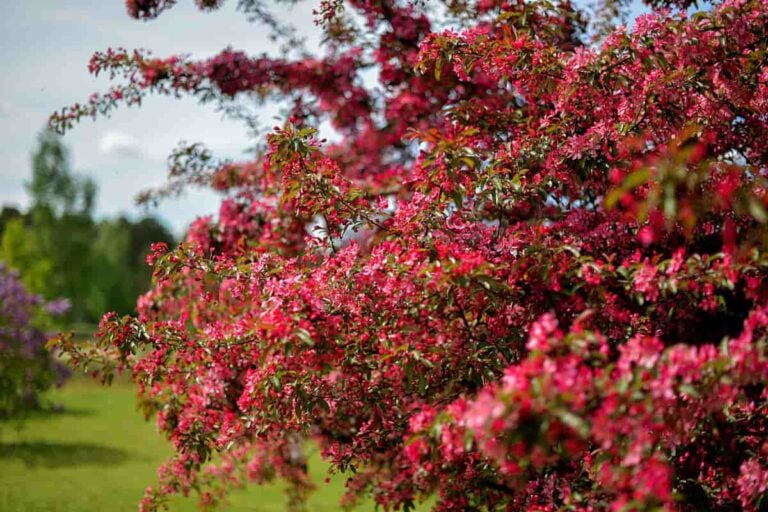 The Red Splendor Crabapple Tree - Minneopa Orchards