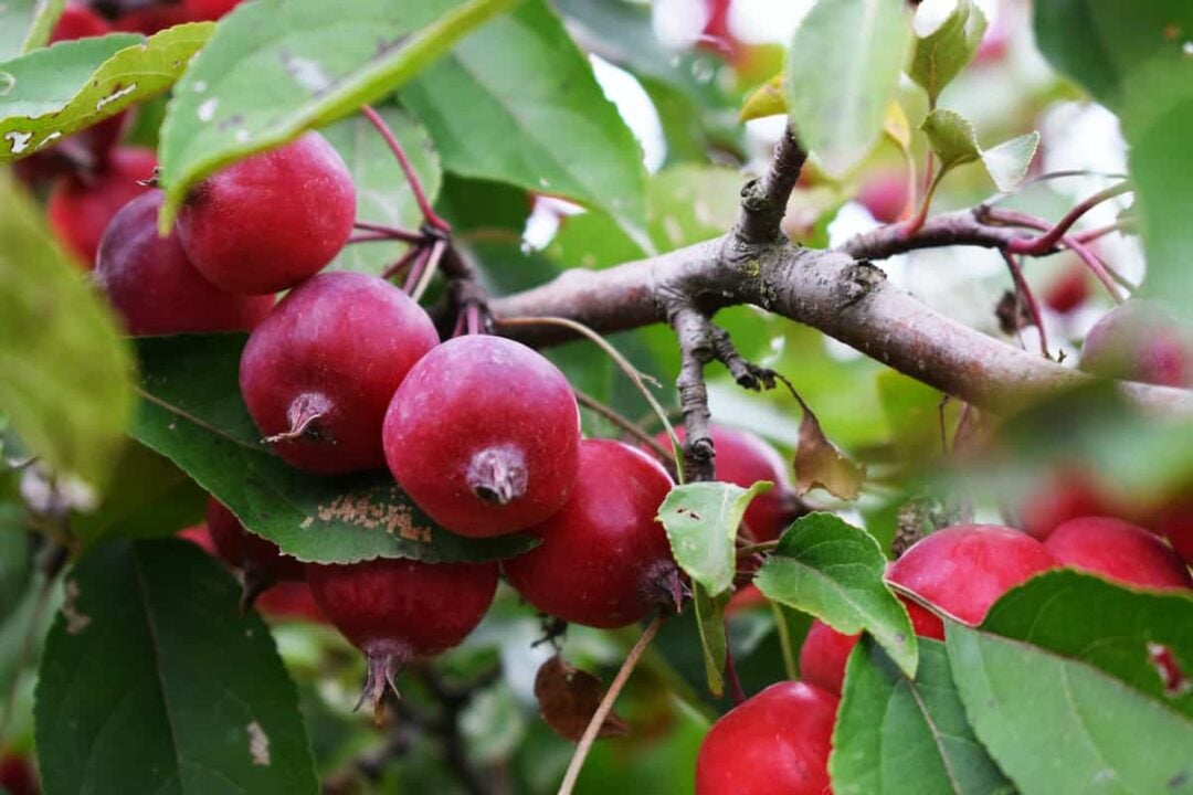The Dolgo Crabapple Tree - Minneopa Orchards