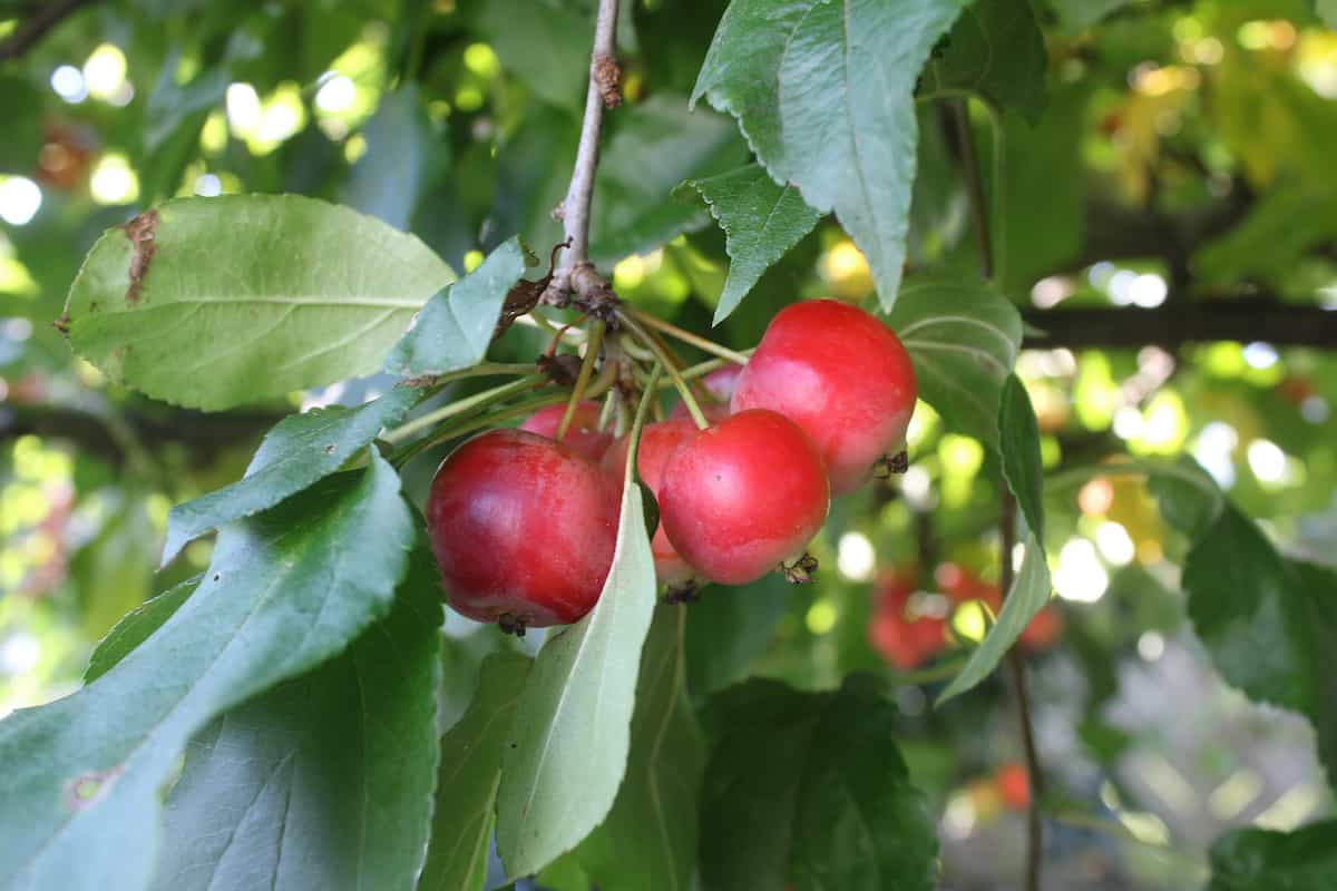 The Dolgo Crabapple Tree - Minneopa Orchards
