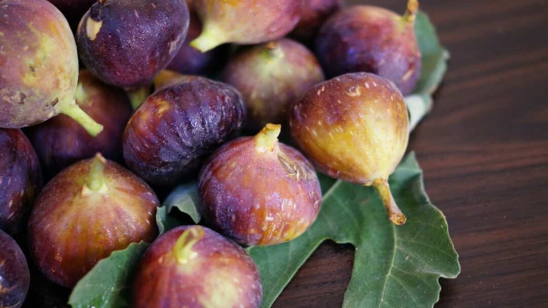 All About the Italian Honey Fig - Minneopa Orchards