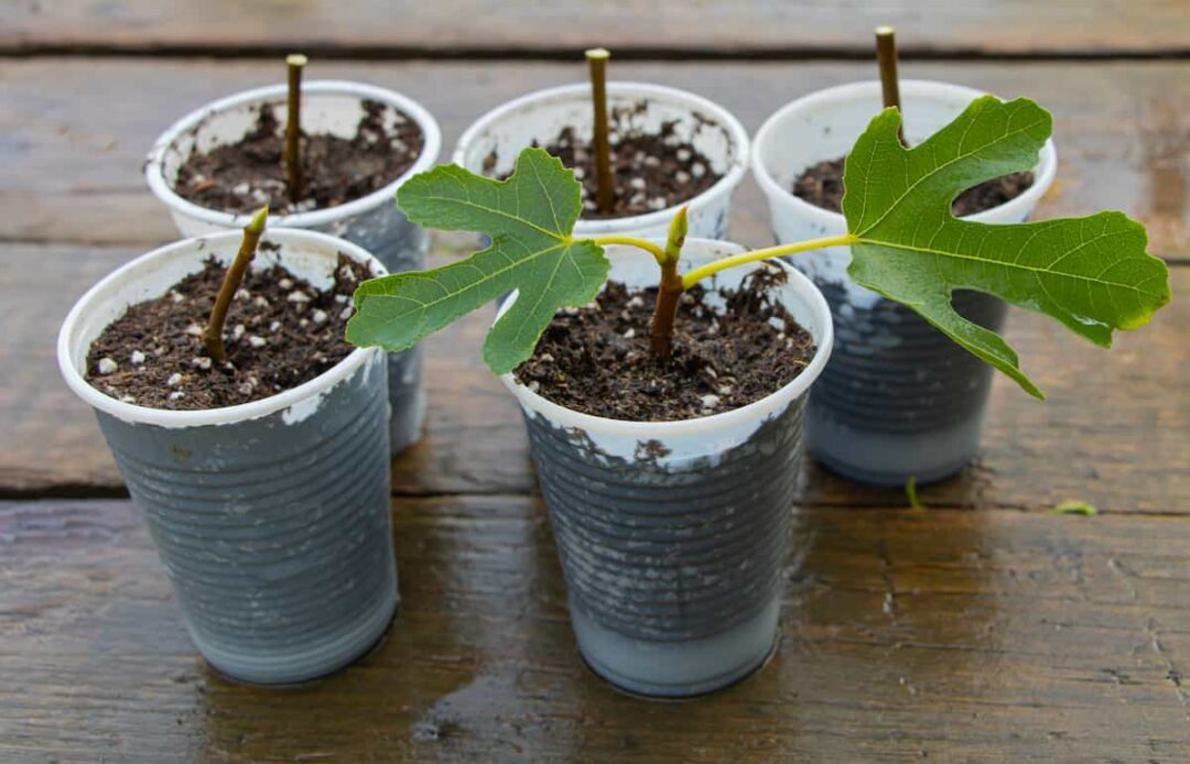 Growing Fig Tree Cuttings: The Ultimate Guide to Propagating From ...