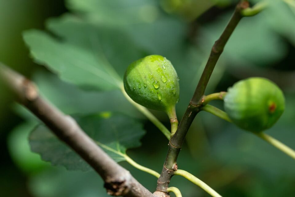 All About the Little Ruby Fig - Minneopa Orchards