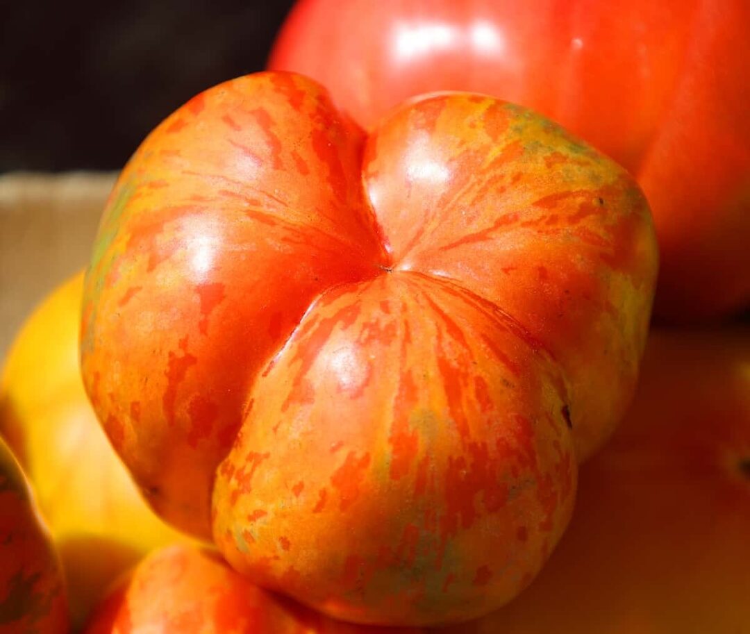 All About the Solar Flare Tomato - Minneopa Orchards