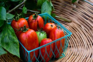 All About the Speckled Roman Tomato - Minneopa Orchards