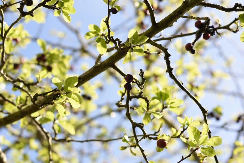The Red Jewel Crabapple Tree - Minneopa Orchards