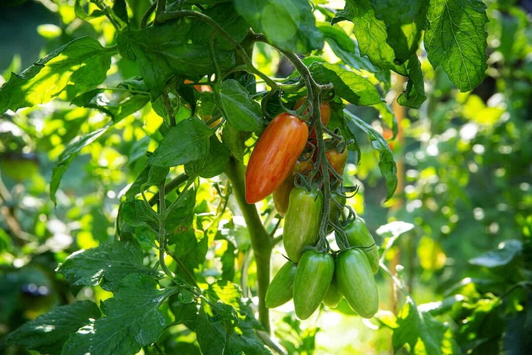 All About the Speckled Roman Tomato - Minneopa Orchards