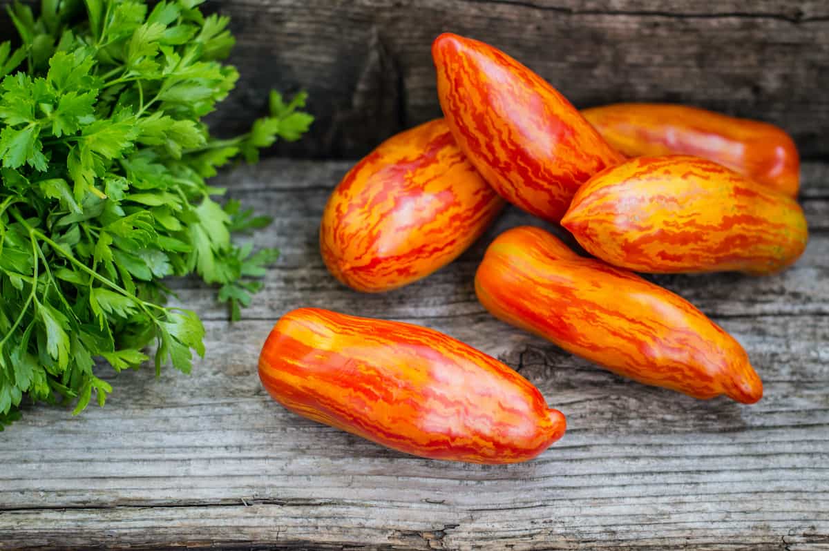 All About the Speckled Roman Tomato - Minneopa Orchards