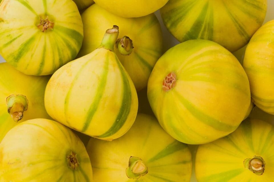 All About the Panache Tiger Fig - Minneopa Orchards