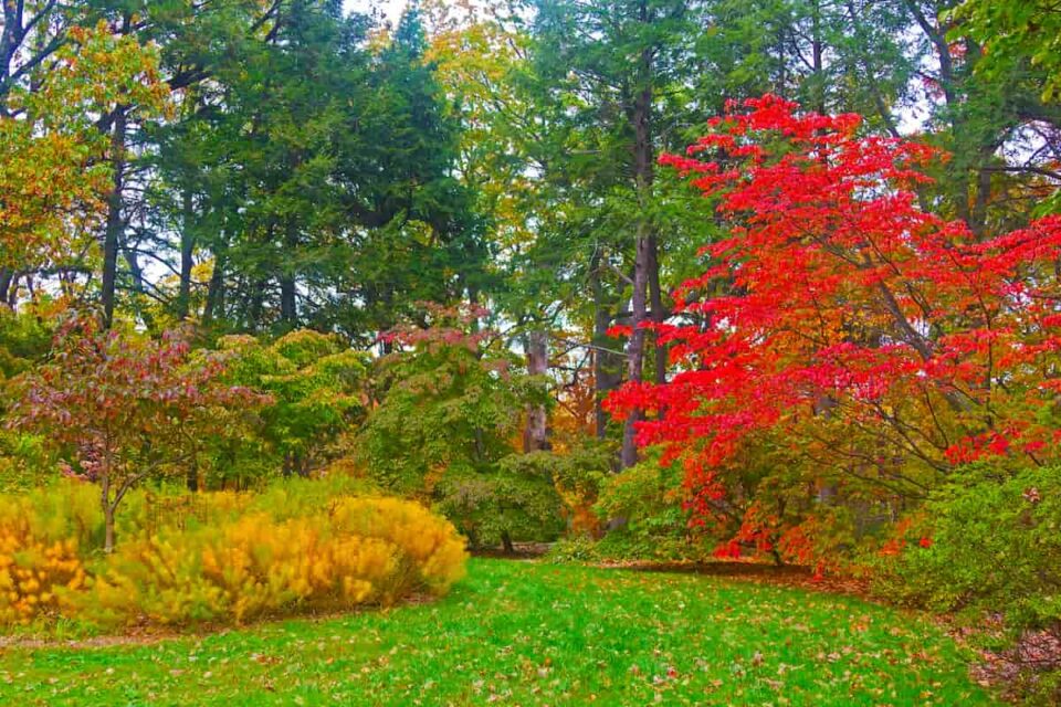 The Adirondack Crabapple Tree - Minneopa Orchards