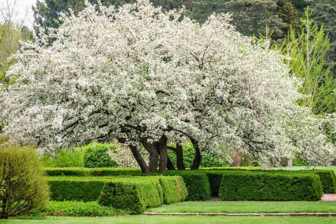 The Firebird Crabapple Tree - Minneopa Orchards