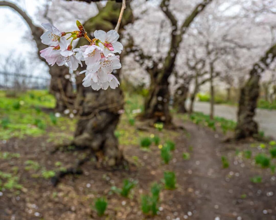 The Dolgo Crabapple Tree - Minneopa Orchards