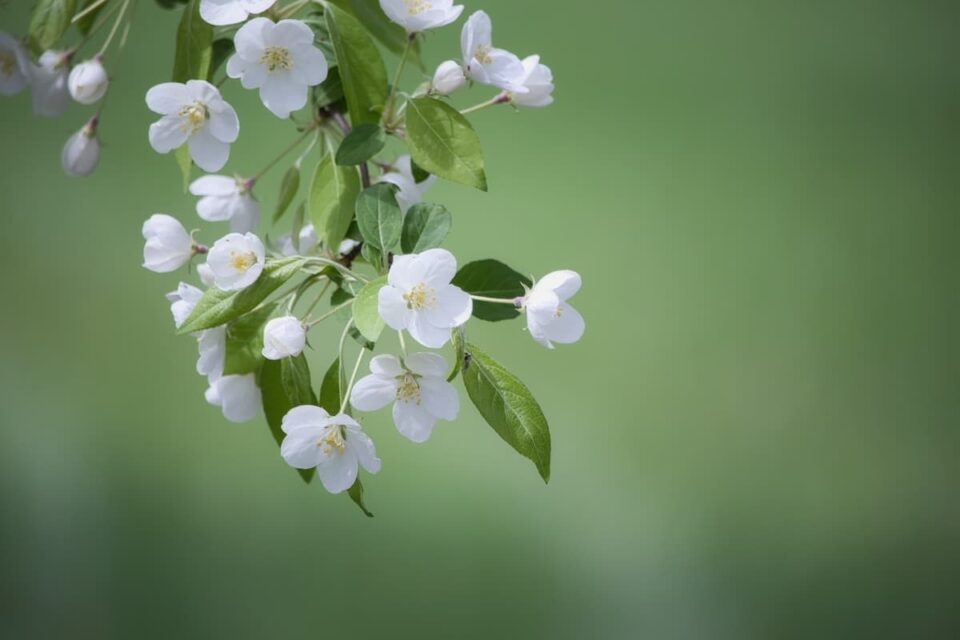 The Spring Snow Crabapple Tree - Minneopa Orchards