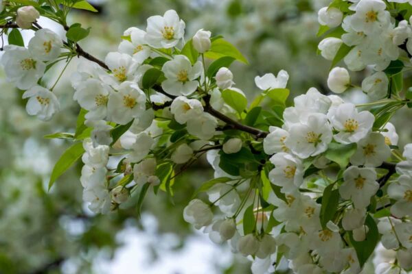 The Spring Snow Crabapple Tree - Minneopa Orchards