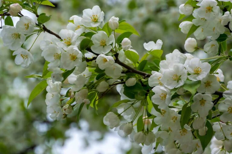 The Spring Snow Crabapple Tree - Minneopa Orchards