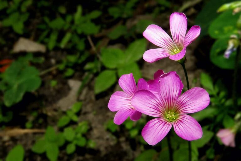 Wood Sorrel - Minneopa Orchards