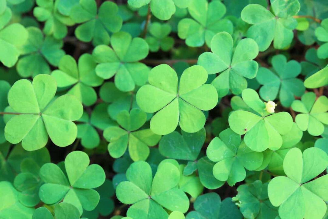 Wood Sorrel - Minneopa Orchards