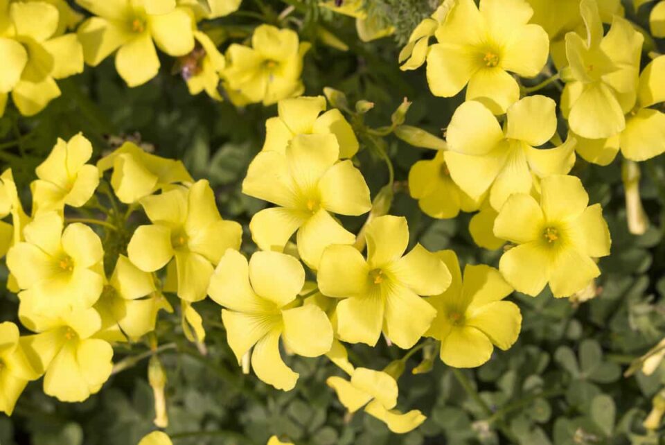 Wood Sorrel - Minneopa Orchards