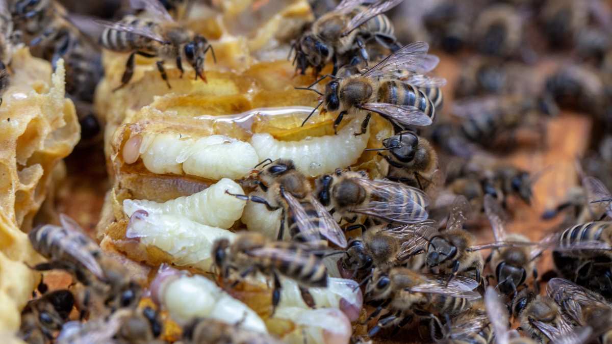 The Honey Bee Life Cycle: Learn About Each Incredible Stage - Minneopa ...